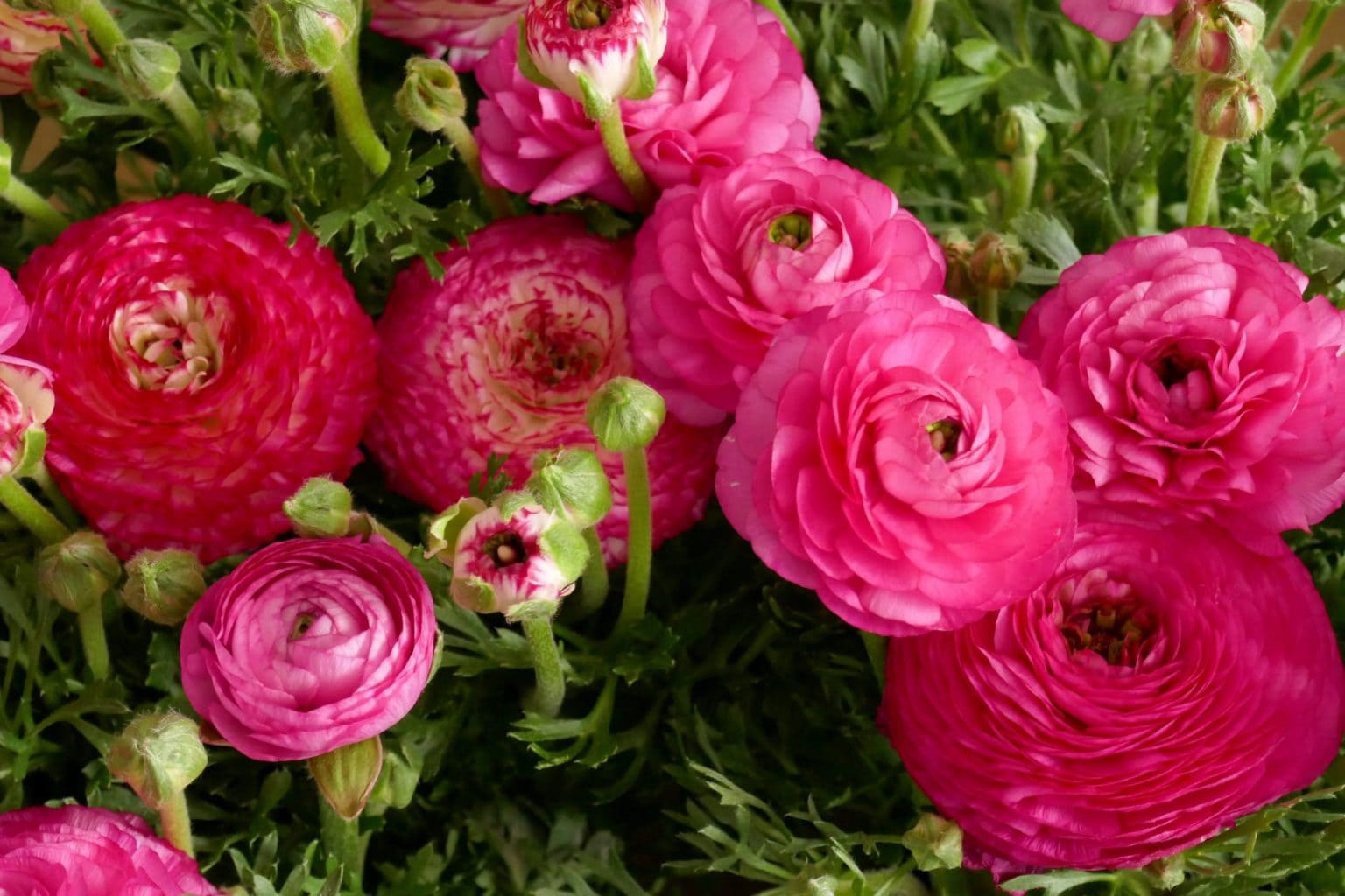 Your Guide to Gorgeous Ranunculus Wedding Flowers - Rose Hill Flowers ...