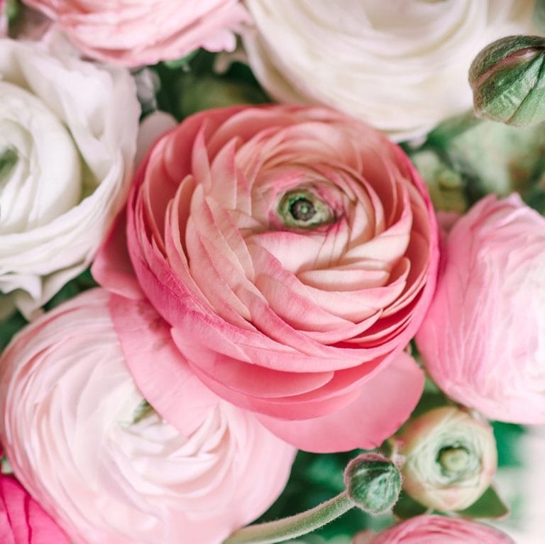 Your Guide to Gorgeous Ranunculus Wedding Flowers - Rose Hill Flowers ...