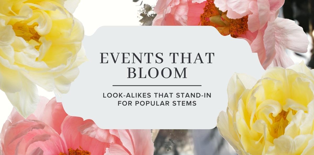 Most Popular Blooms & Their Look-Alike Substitutions - Rose Hill ...
