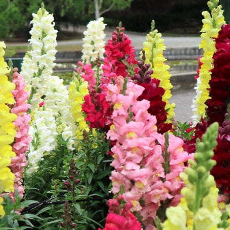 Most Popular Blooms & Their Look-Alike Substitutions - Rose Hill ...